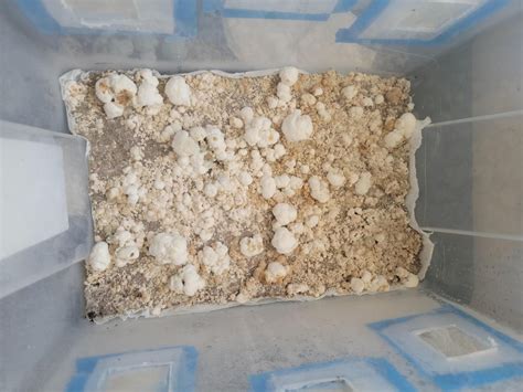 Actives Pe Blobs How They Looking Rmushroomgrowers