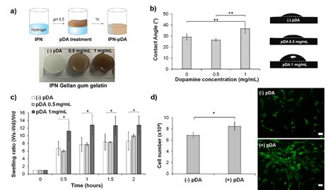 Figure 3 From Investigating The Role Of Polydopamine To Modulate Stem Cell Adhesion And