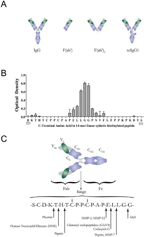 Structures And Antigenic Features Of Proteinolytic Fragments Of Human