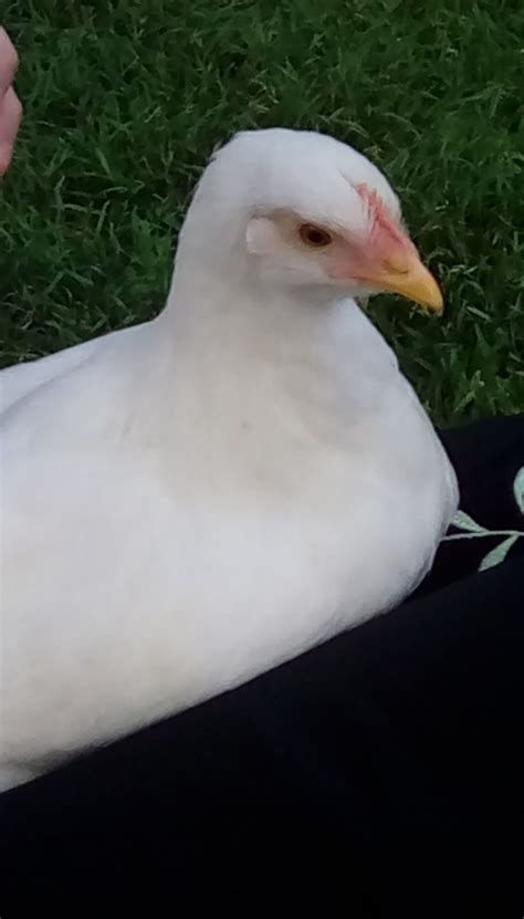 Test Your Gender Guessing Skill Backyard Chickens Learn How To