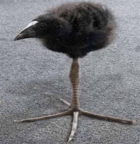 First Dumpy Boy Rikeafreshballs