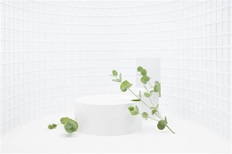 프리젠테이션 화장품 상품 디자인 모자이크 타일 신선한 부드러운 녹색 유칼립투스 나뭇가지 거울의 곡선형 골방에서 하나의 실린더 연단 템플릿이 있는 여름 추상적인 흰색 장면