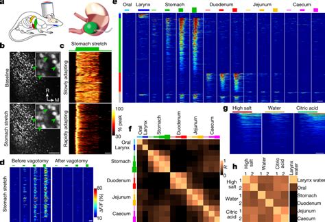 Tuning Of Nts Neurons To Gut And Upper Airway Stimuli A Cartoons