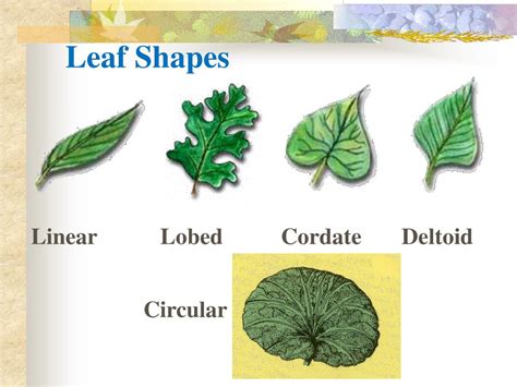 Ppt Vascular Plants With Seeds Powerpoint Presentation Free Download