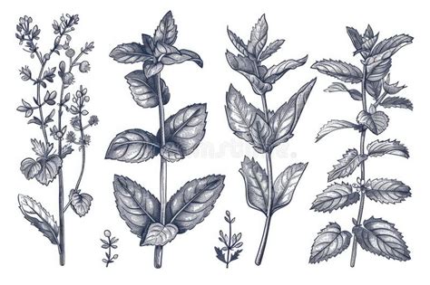 A Variety Of Different Types Of Plants Perfect For Botanical Designs