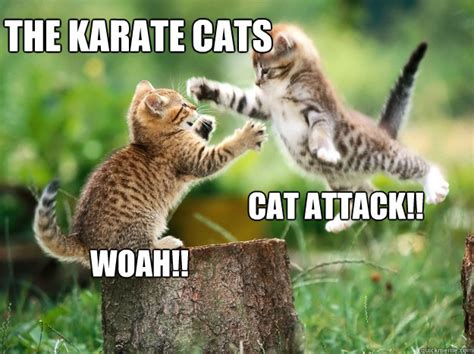 The Karate Cats Cat Attack Woah Cute Kittens