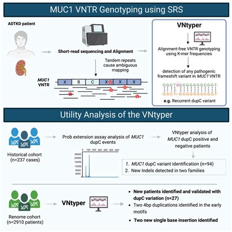 Vntyper Enables Accurate Alignment Free Genotyping Of Muc1 Coding Vntr