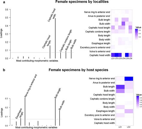 Morphometric Variable Contributions To A Raillieti Female Specimens A