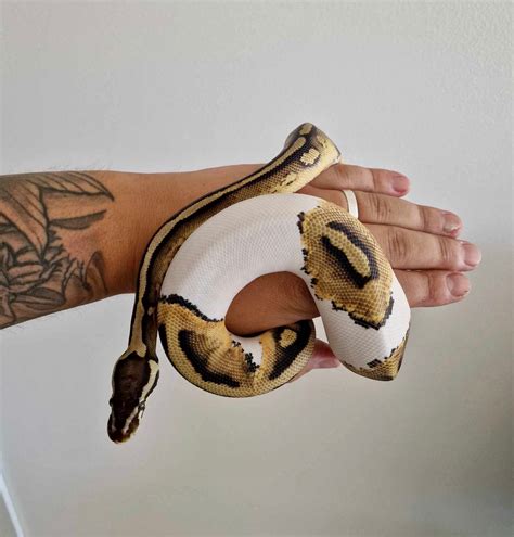 Piedbald Yellow Or Brown Help A Beginner Ball Pythons Morphmarket