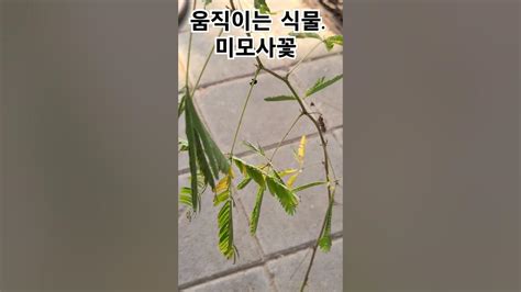 더그린가든센터 미모사 Youtube
