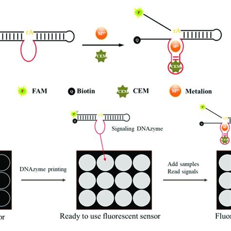 Schematic Of The Mode Of Action Of The Dnazyme And The Envisioned