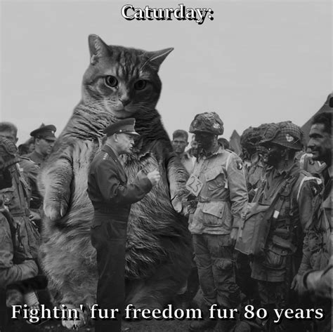 Caturday Lolcats Lol Cat Memes Funny Cats Funny Cat Pictures