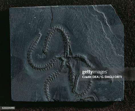 Ophiuroidea Photos And Premium High Res Pictures Getty Images