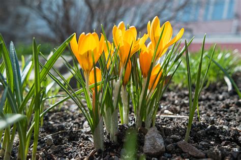 크 로커 스 꽃 낙된 엽 길을 만든다 자연적인 봄 배경입니다 모스크바 러시아입니다 0명에 대한 스톡 사진 및 기타 이미지 0명 가을 단풍 꽃 식물 Istock