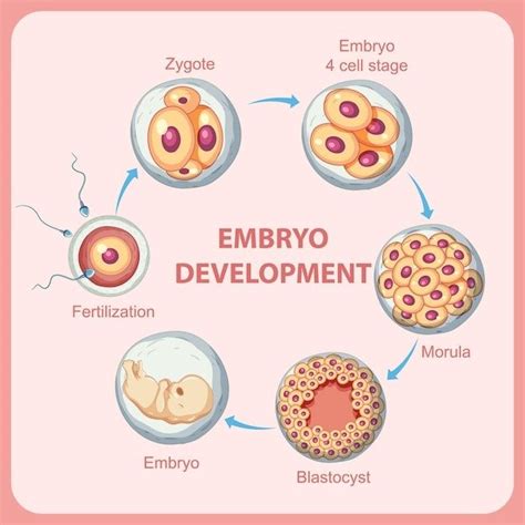 Expanded Blastocyst Delving Into The Expanded Blastocysts Significance Clinicspots