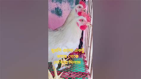 কেমন লাগছে মুরগি গুলো দেখতে Shorts Youtube