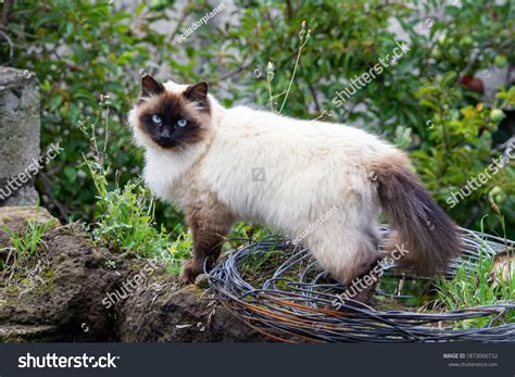 White Himalayan Siamese Cat