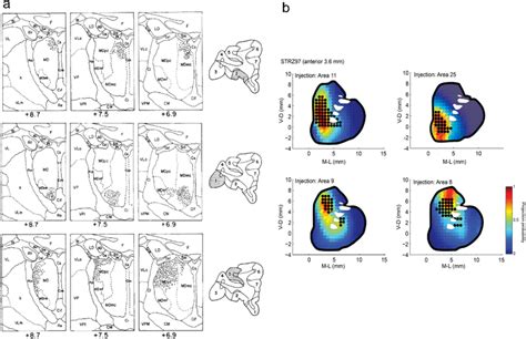 Topographical Organization Of Connectivity Between Prefrontal Regions