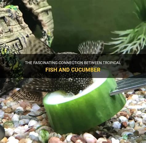 The Fascinating Connection Between Tropical Fish And Cucumber ShunCy