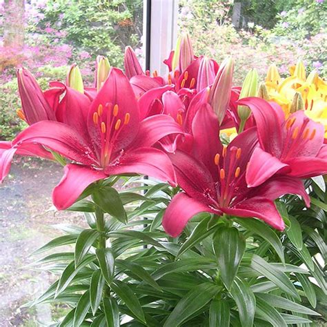 Lilium Asiatic Tiny Pearl At Kelly Barrios Blog