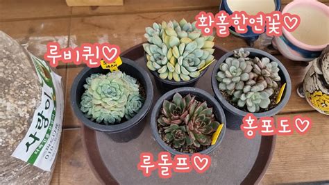 24927 스피드다육에서 온 군생들 분갈이해요🌹 황홀한연꽃 루비퀸 루돌프 홍포도🌹 스피드다육 010 5248 5955