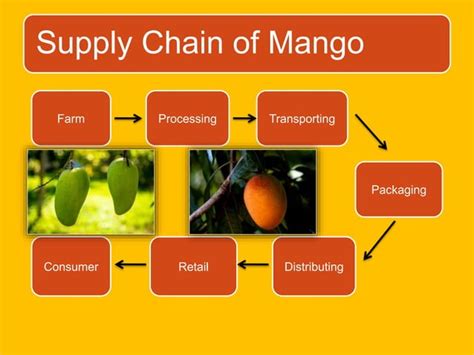 Supply Chain Of Mango Pptx
