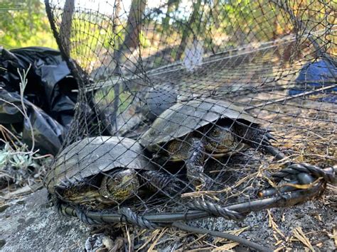 How To Improve Invasive Python Removal The Wildlife Society