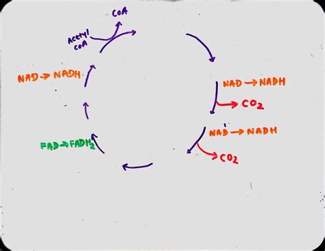 TCA Cycle Diagram Quizlet