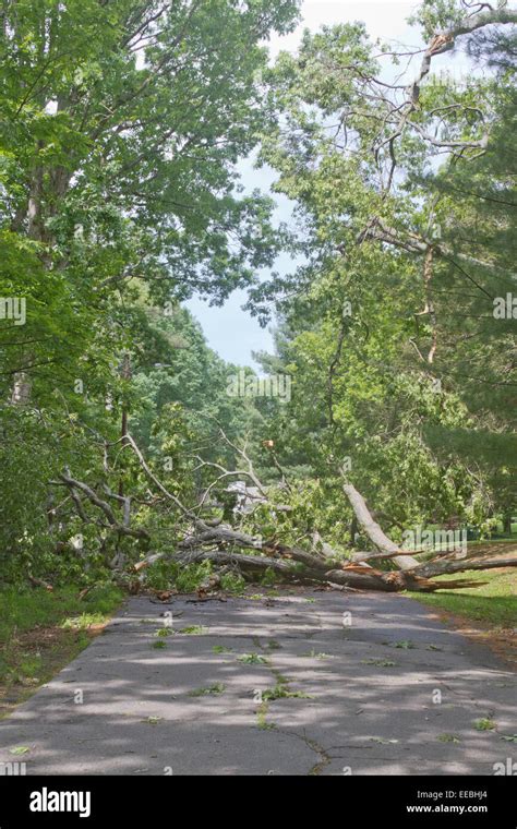 Up Ahead Lies A Large Oak Tree Fallen Across A Narrow Neighborhood Street Blocking The Way Past