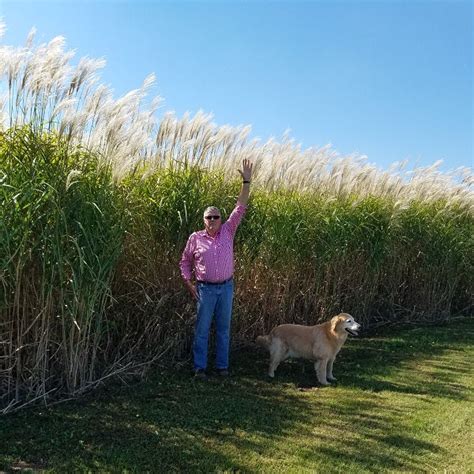 Giant Miscanthus Grass Repotme