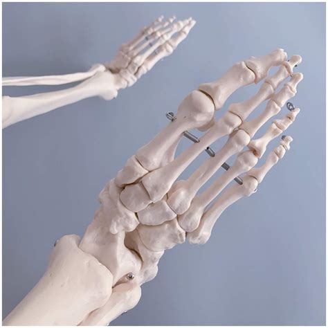 Buy Educational Model Life Size Lower Limb Model Lower Limb S Model Medical Anatomical Human