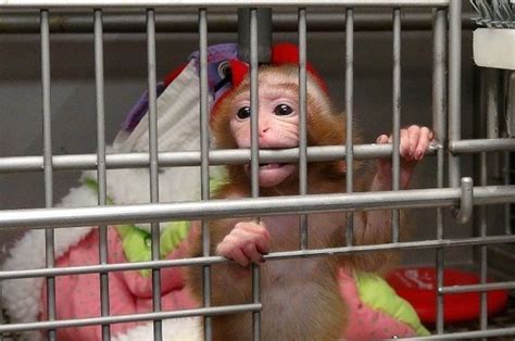 After Year Long Controversy Federal Lab Stops Baby Monkey Experiments