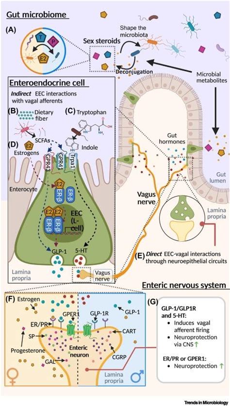 Sex Shapes Gut Microbiota Brain Communication And Disease Grace Deitzler Ph D