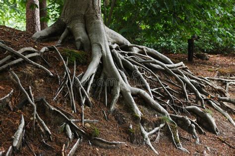 Beautiful Tree With Roots Showing Above Ground In Forest Stock Photo Image Of Showing Object