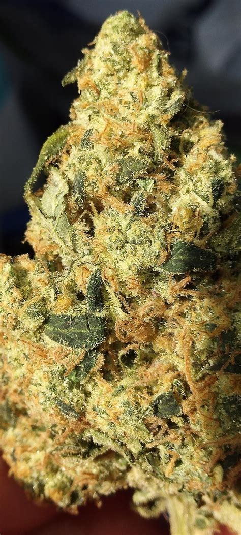 Sour Sex Wax A Sour Diesel Cross R Trees