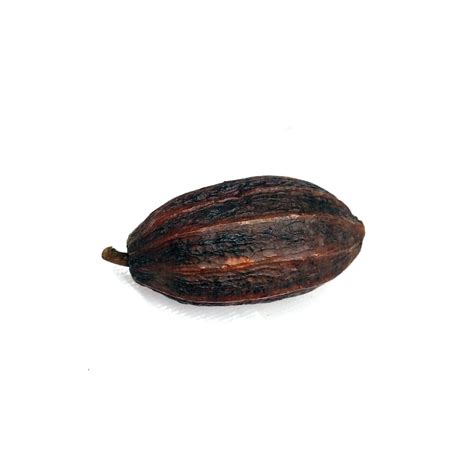 Cocoa Pod Terrariums Ecological Shelter Aquariums Antderground