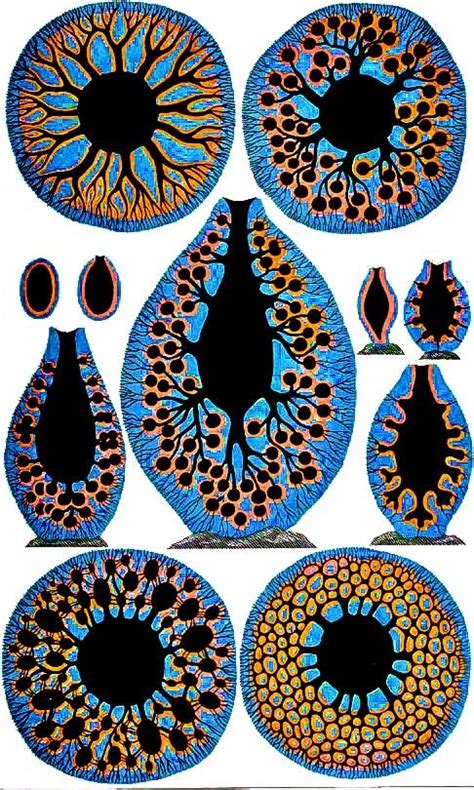 Microscopic Plant Cells Patterns In Nature Nature Art Nature