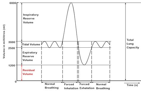 Respiratory Residual Volume Mammoth Memory Definition Remember Meaning