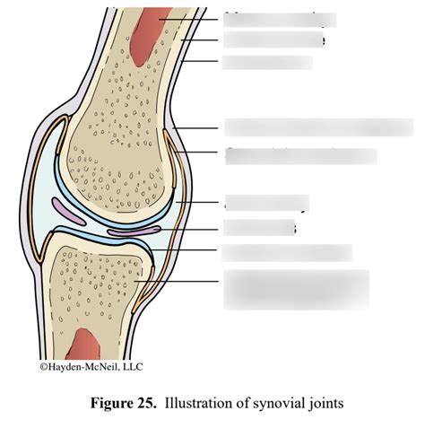 Synovial Joints Diagram Quizlet