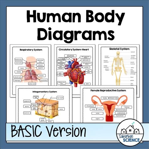 Human Body Systems Diagrams For Kids