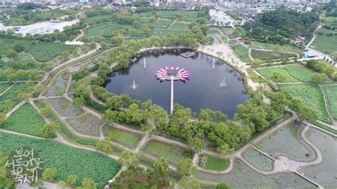 개화시기 예측 못한 ‘부여서동연꽃축제 충남일보