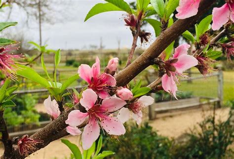Growing Backyard Peach Trees Gardening With Charla Anthony