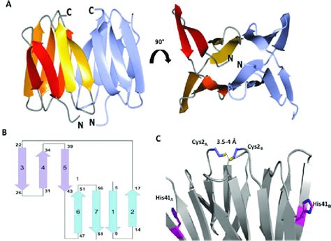 A Structure Of An Rrcoot Dimer In A Ribbon Representation Coloured Download Scientific