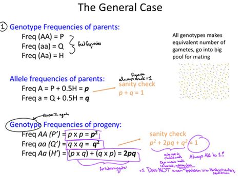 Biol 206 Final Flashcards Quizlet