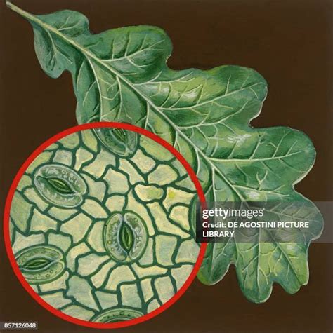 Stomata Photos And Premium High Res Pictures Getty Images