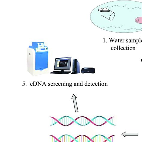 Major Steps Associated With Processing Aquatic Edna Samples Download