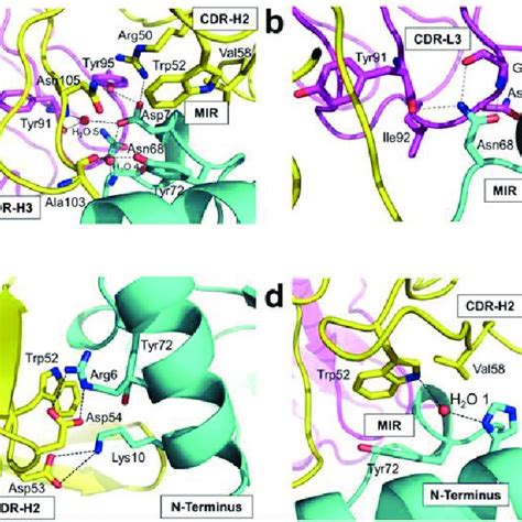 Crystal Structure Of The Ternary Complex Of Nachr α1 Ecd Bound By Fab35 Download Scientific