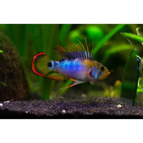 Apistogramma Baenschi Inka 1 Aquatantan Dk
