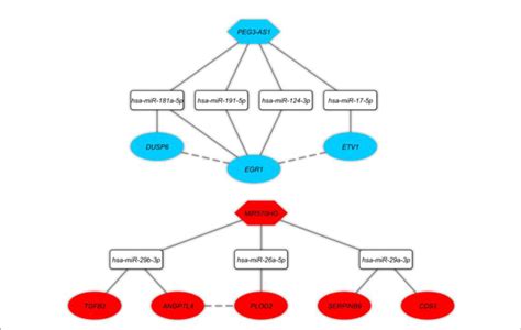 Figure Long Non Coding Rna Lncrna Associated Competing Endogenous Rna Download Scientific Figure Long Non Coding Rna Lncrna Associated Competing Endogenous Rna Download Scientific