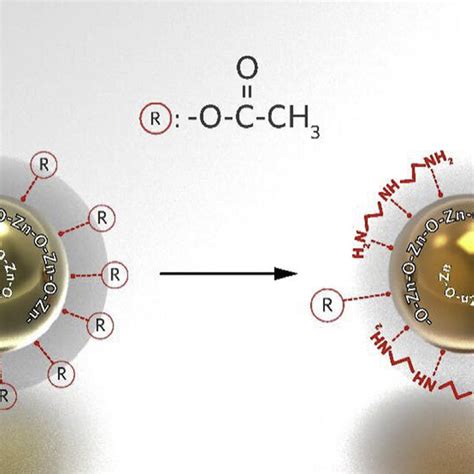Schematic Diagram Illustrating The Modification Of Zno Nps Download